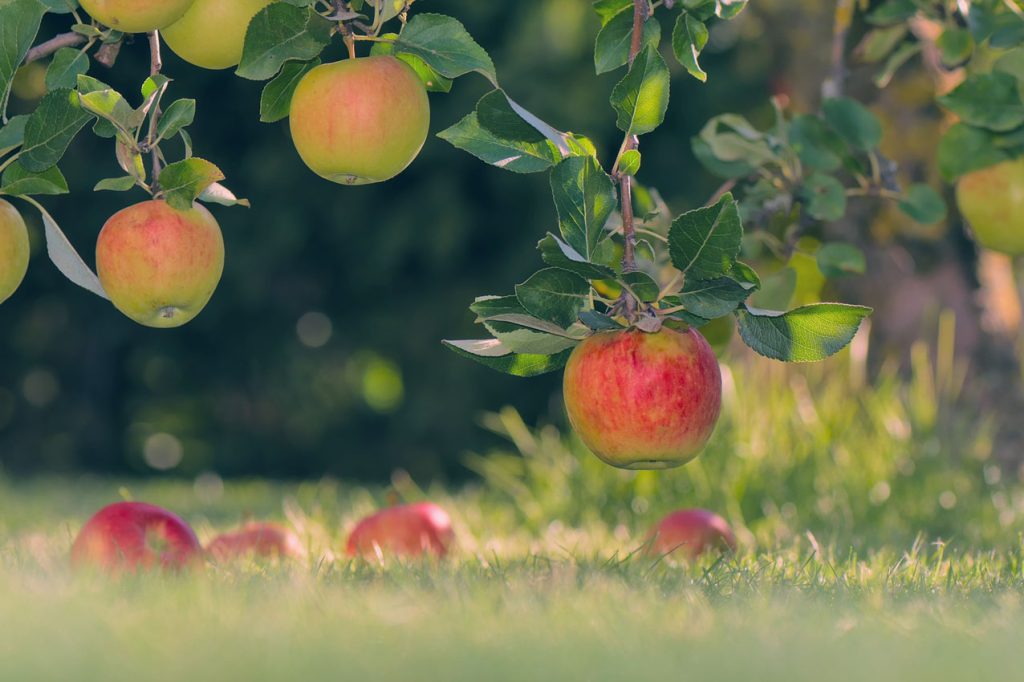 Orchard Financial Services - About us